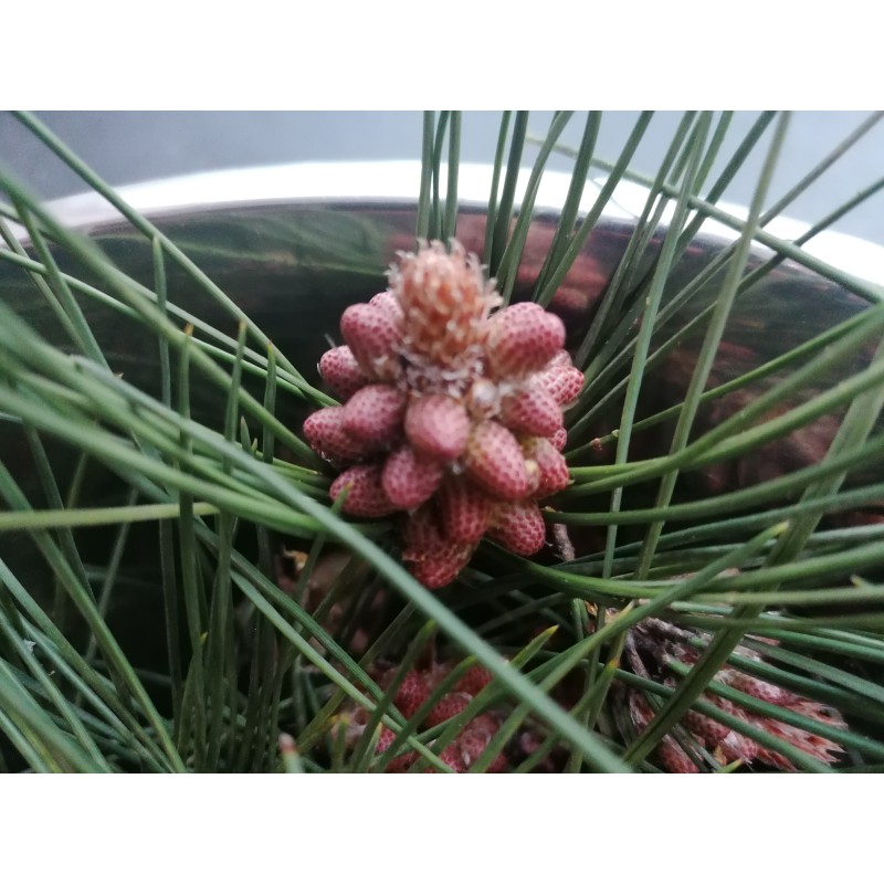 Macérat, bourgeons de Pin sylvestre, anti-inflammatoire, tonique ...