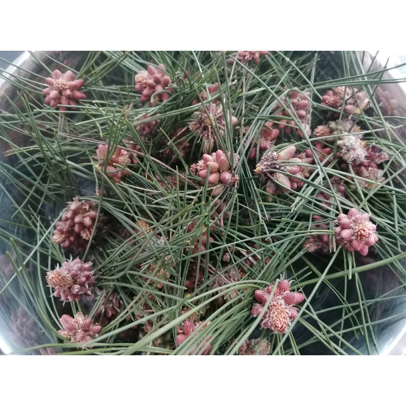 Macérat, bourgeons de Pin sylvestre, anti-inflammatoire, tonique ...