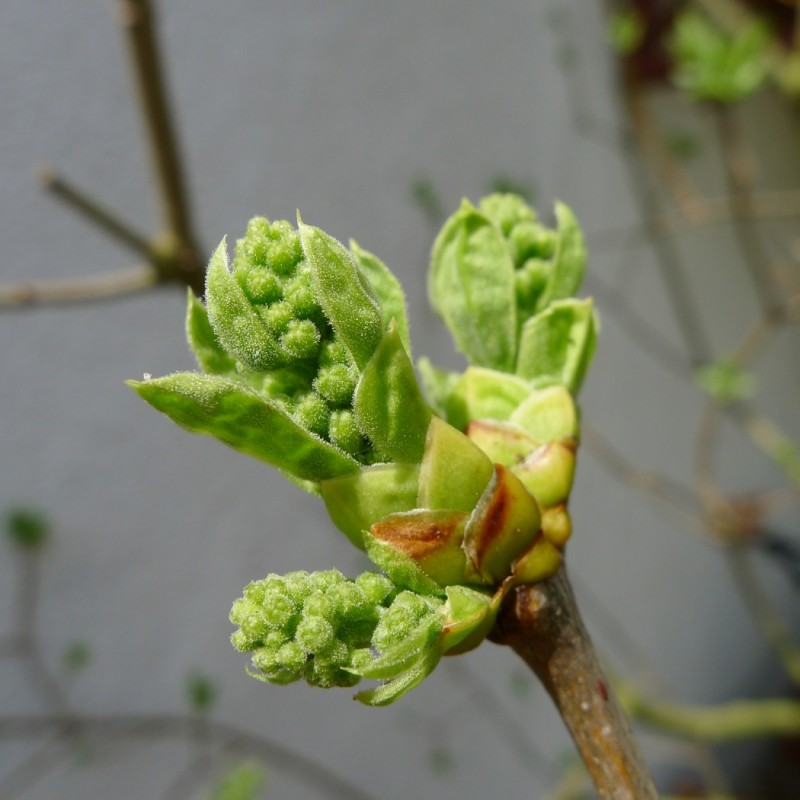 Gemmothérapie, se soigner par les bourgeons, la puissance des arbres