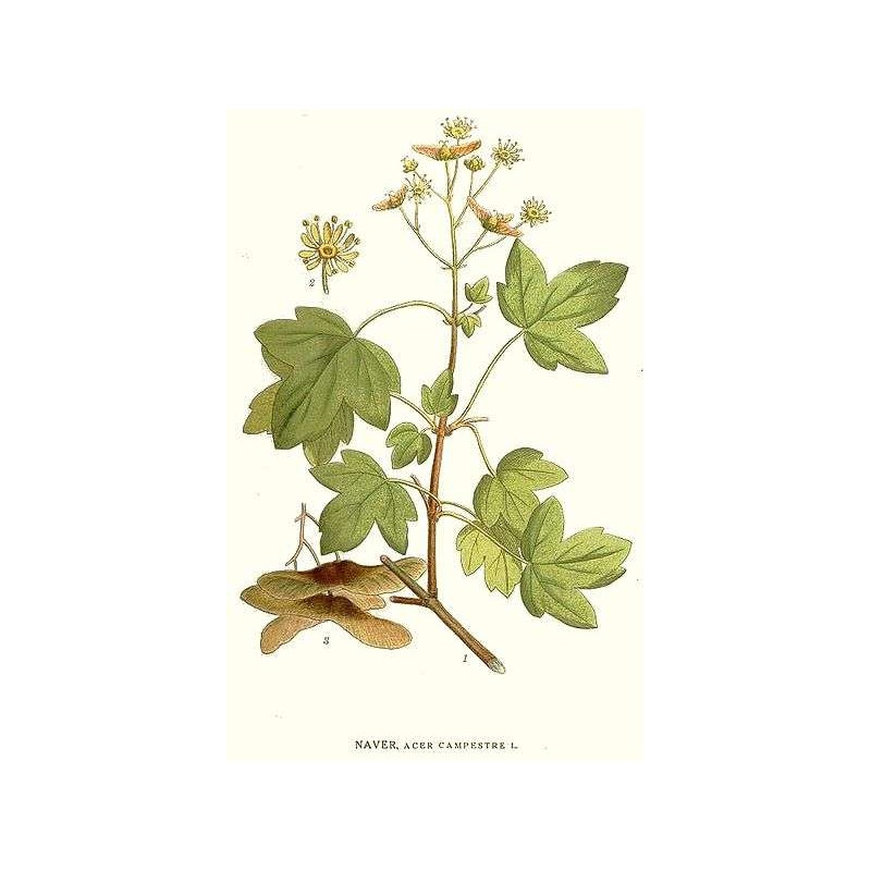 Érable champêtre, bourgeons, macérat mère, vésicule biliaire, calculs