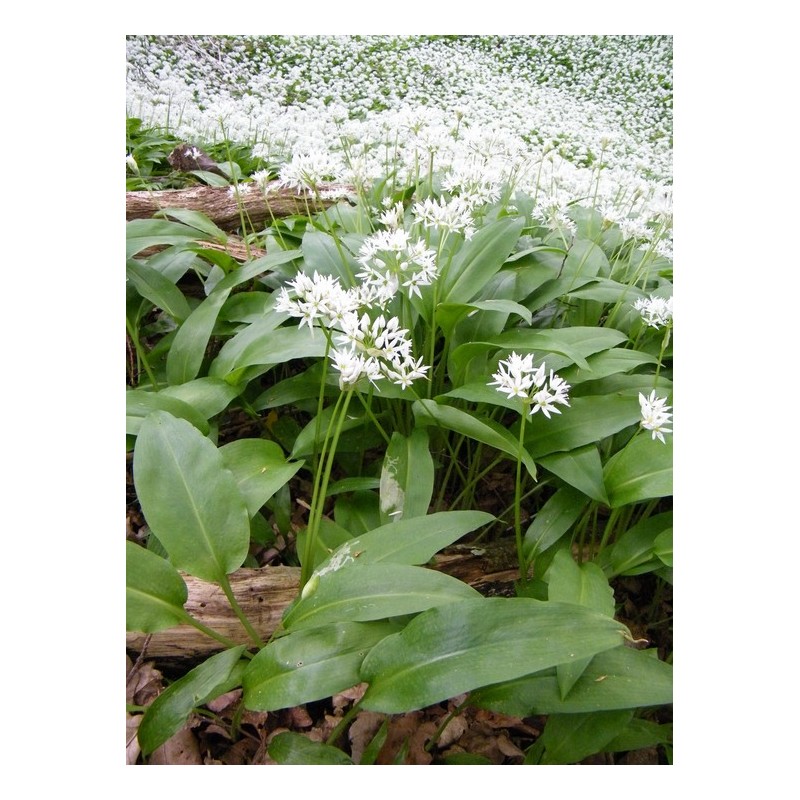 Ail des ours - Feuilles, teinture mère, antiseptique, antibiotique ...